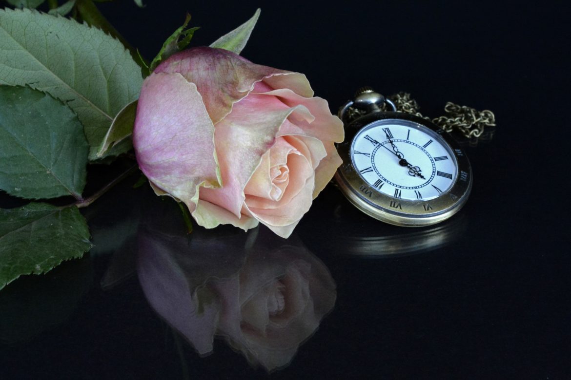 9 Best Still Life Photography Equipment You Should Have [Reviewed]